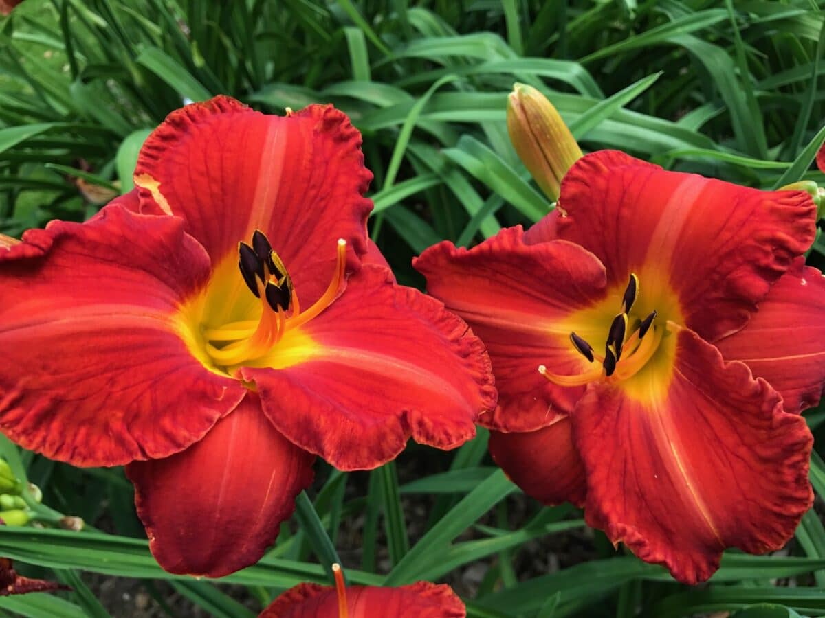 Burning Inheritance Display Artemesia Daylilies