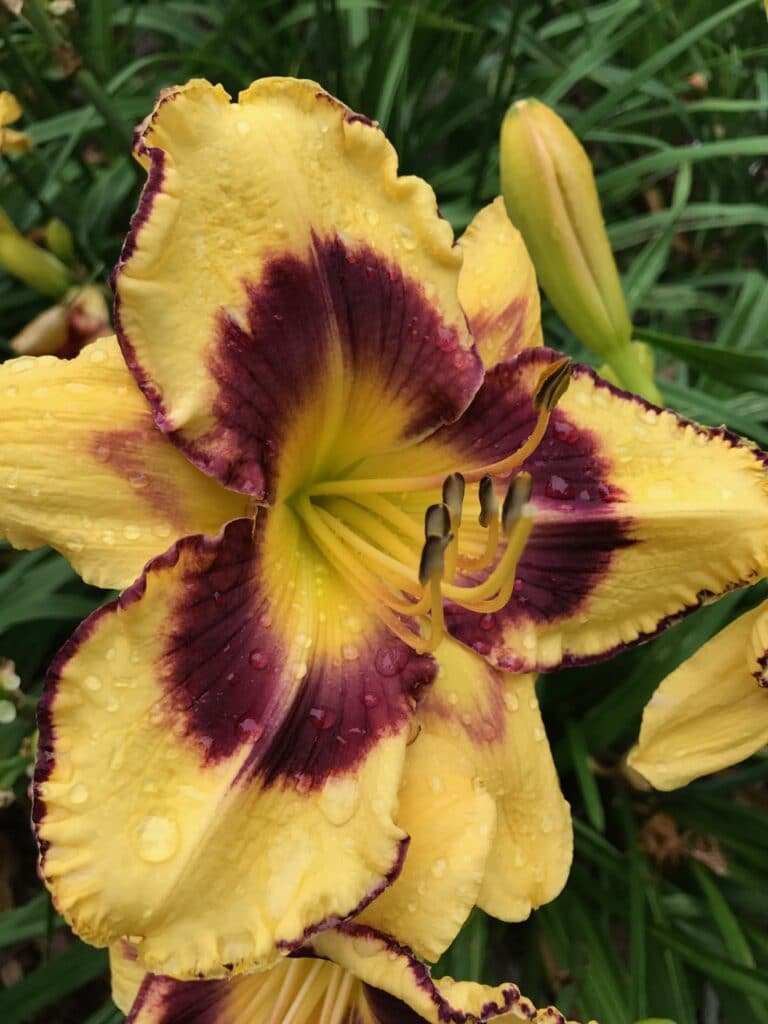 Calico Jack* - Artemesia Daylilies