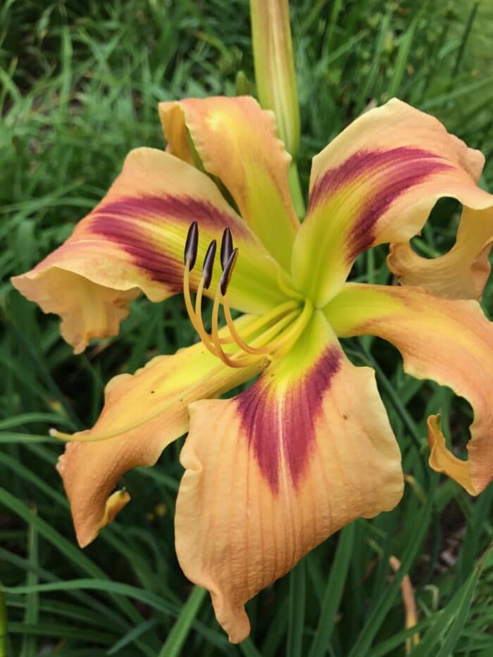 Chevron Spider - Artemesia Daylilies