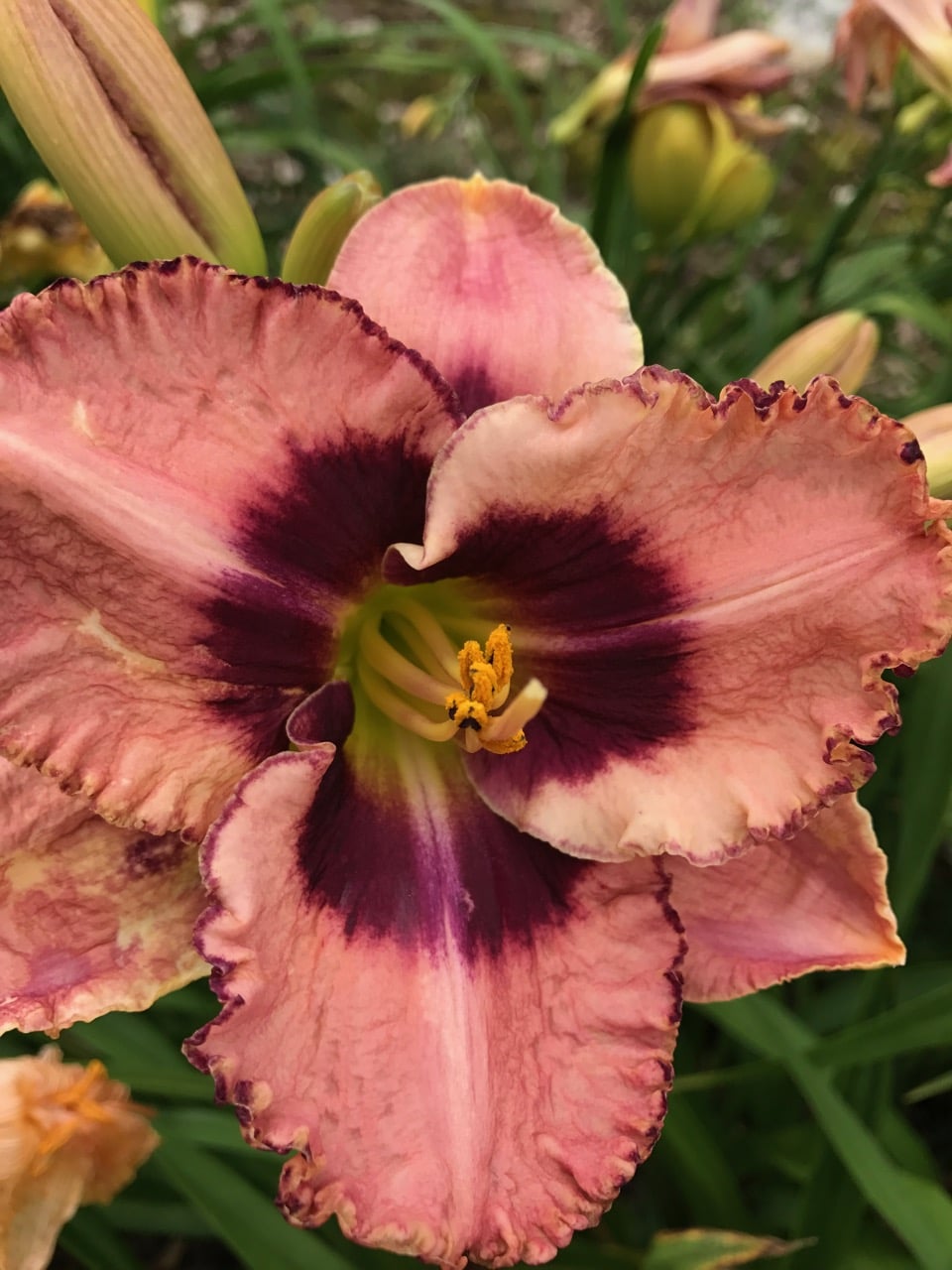 Daring Dilemma* - Artemesia Daylilies