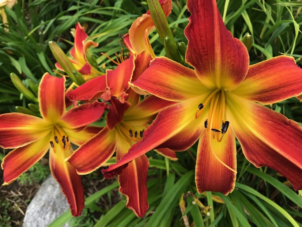 Firestorm - Artemesia Daylilies