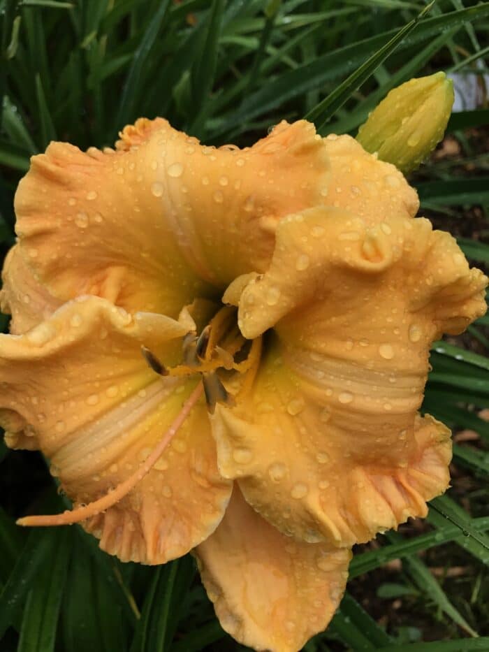 Golden Child* - Artemesia Daylilies