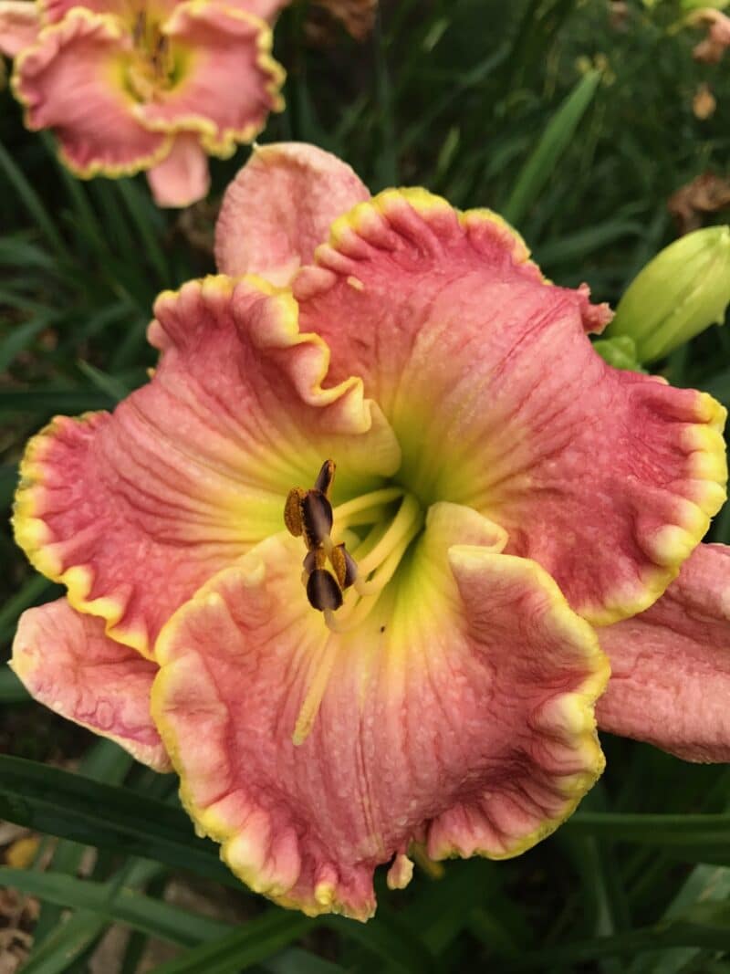 Leslie Renee* – SF - Artemesia Daylilies