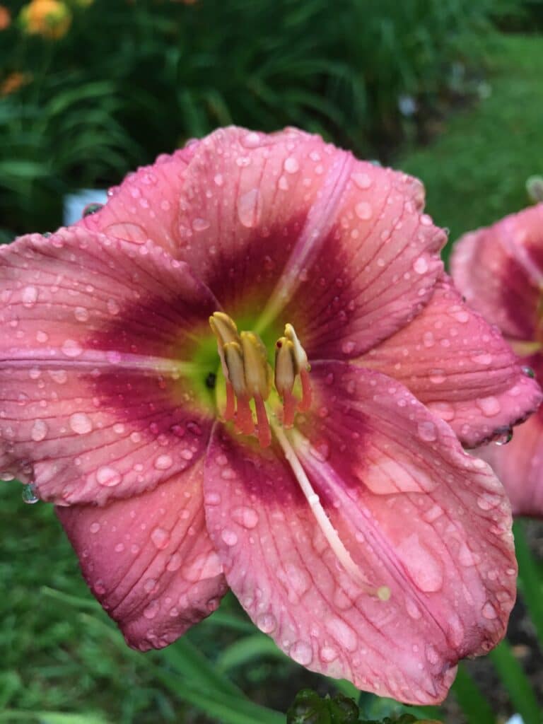 Little Lila - Artemesia Daylilies