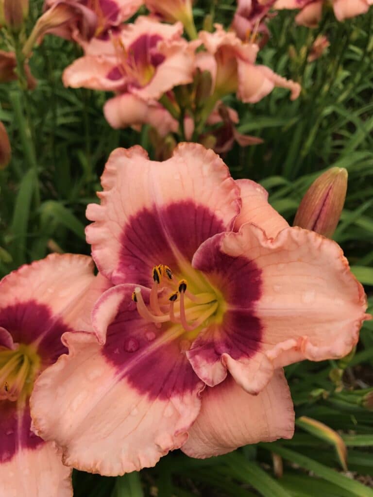 Little Red Dragon* – Artemesia Daylilies
