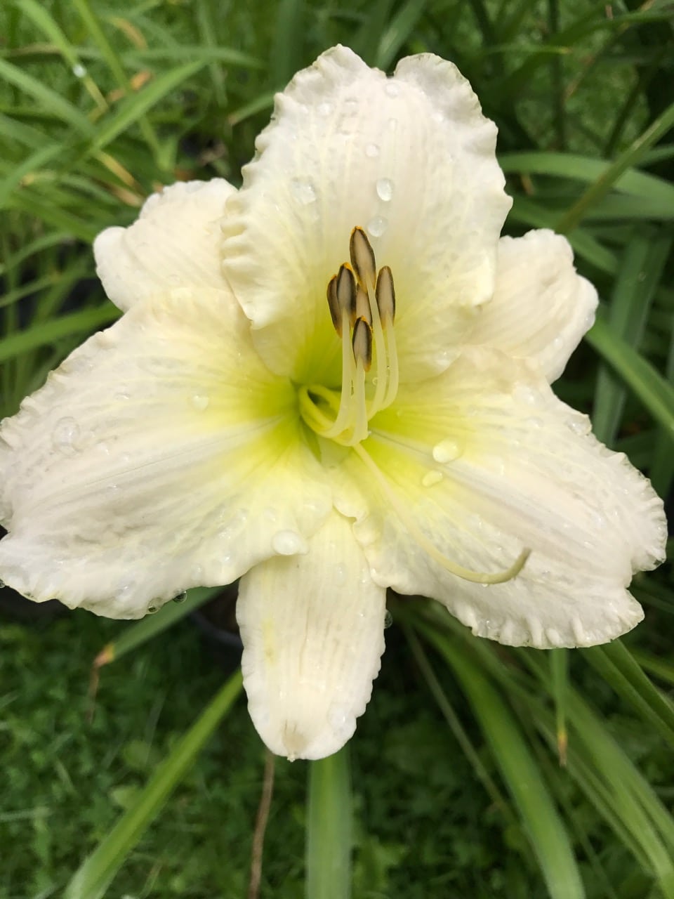 Miracle Lady* - Artemesia Daylilies