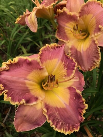 Mississippi Earl Watts* – SF - Artemesia Daylilies