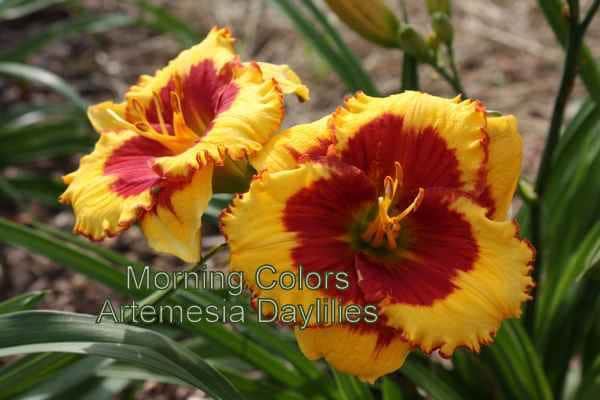 Morning Colors* – Artemesia Daylilies