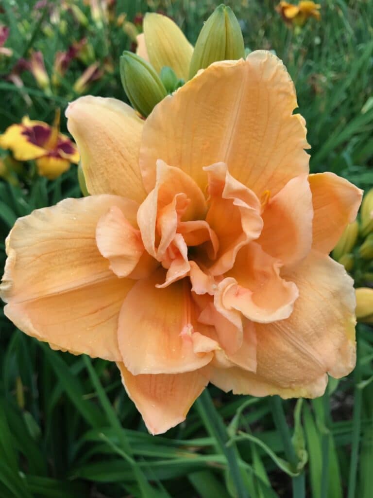 Peach Magnolia - Artemesia Daylilies