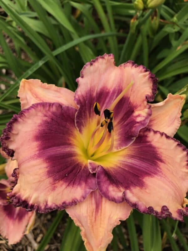 Regal Braid* – Artemesia Daylilies