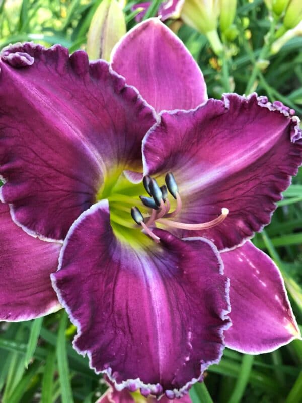 Sassy Sam* - Artemesia Daylilies