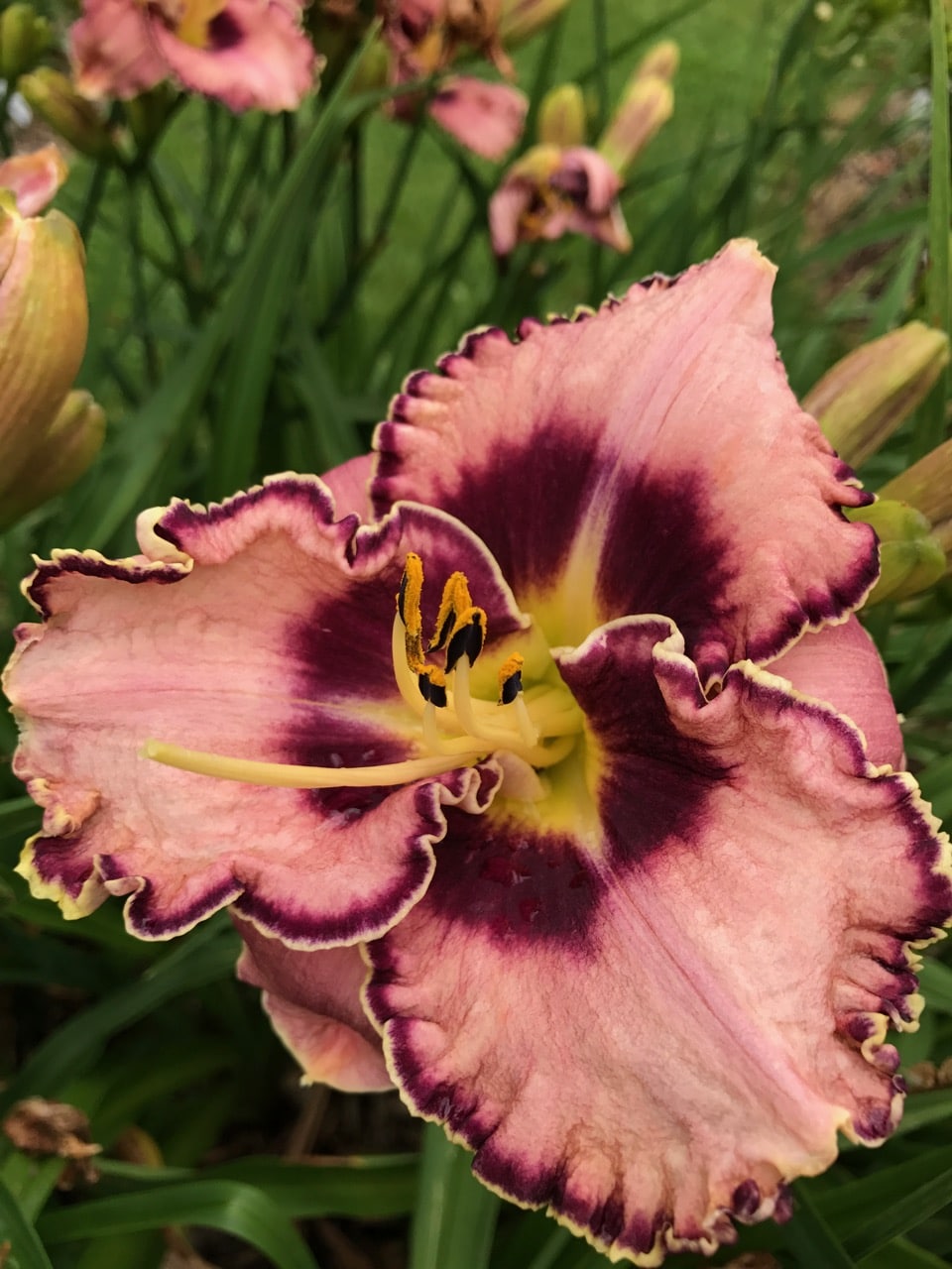 Spacecoast Bold Buccaneer* - Artemesia Daylilies