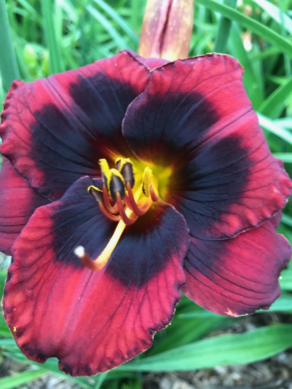 Spacecoast Devil’s Eye* – SF - Artemesia Daylilies