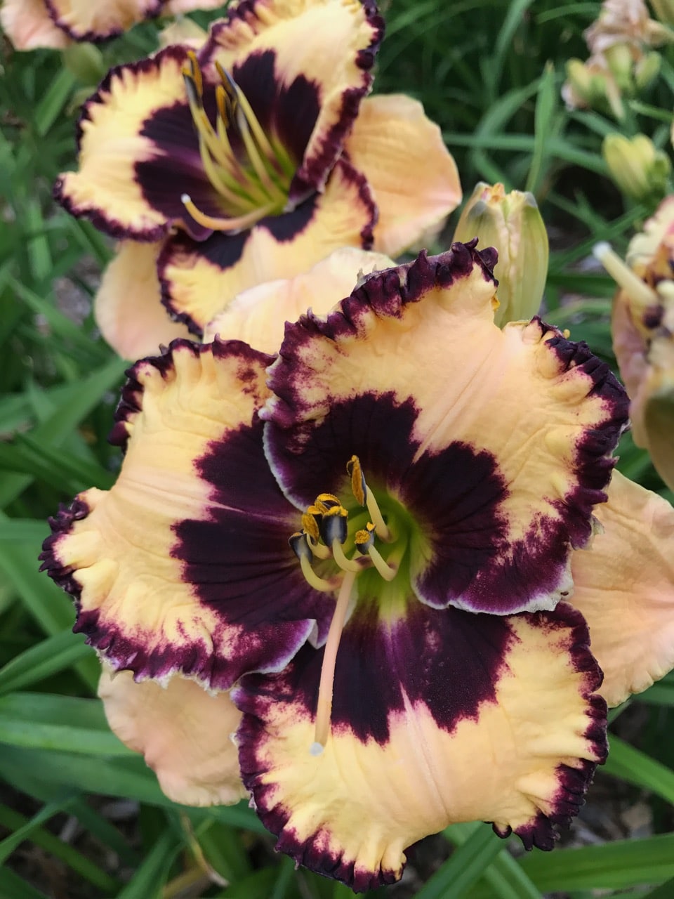 Special Candy* - Artemesia Daylilies