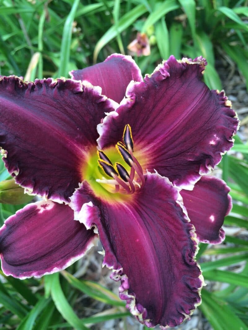 Tooth Tower* - Artemesia Daylilies