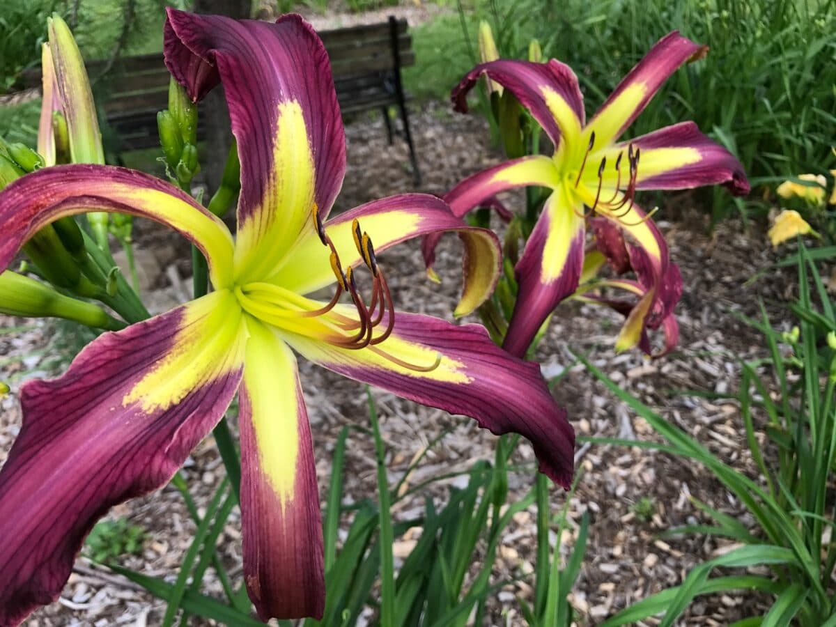 Vertigo* – SF - Artemesia Daylilies