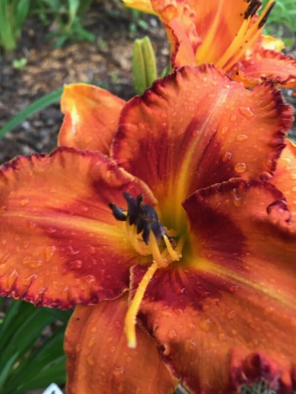 Volcano Queen* – SF – Artemesia Daylilies