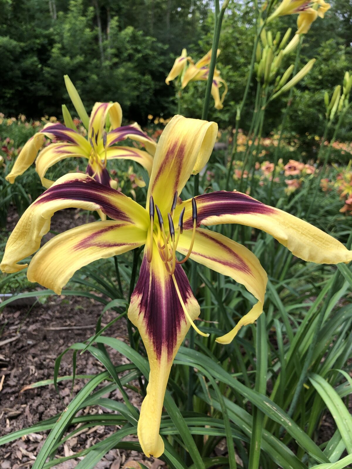 Aerial Display* – SF – Artemesia Daylilies