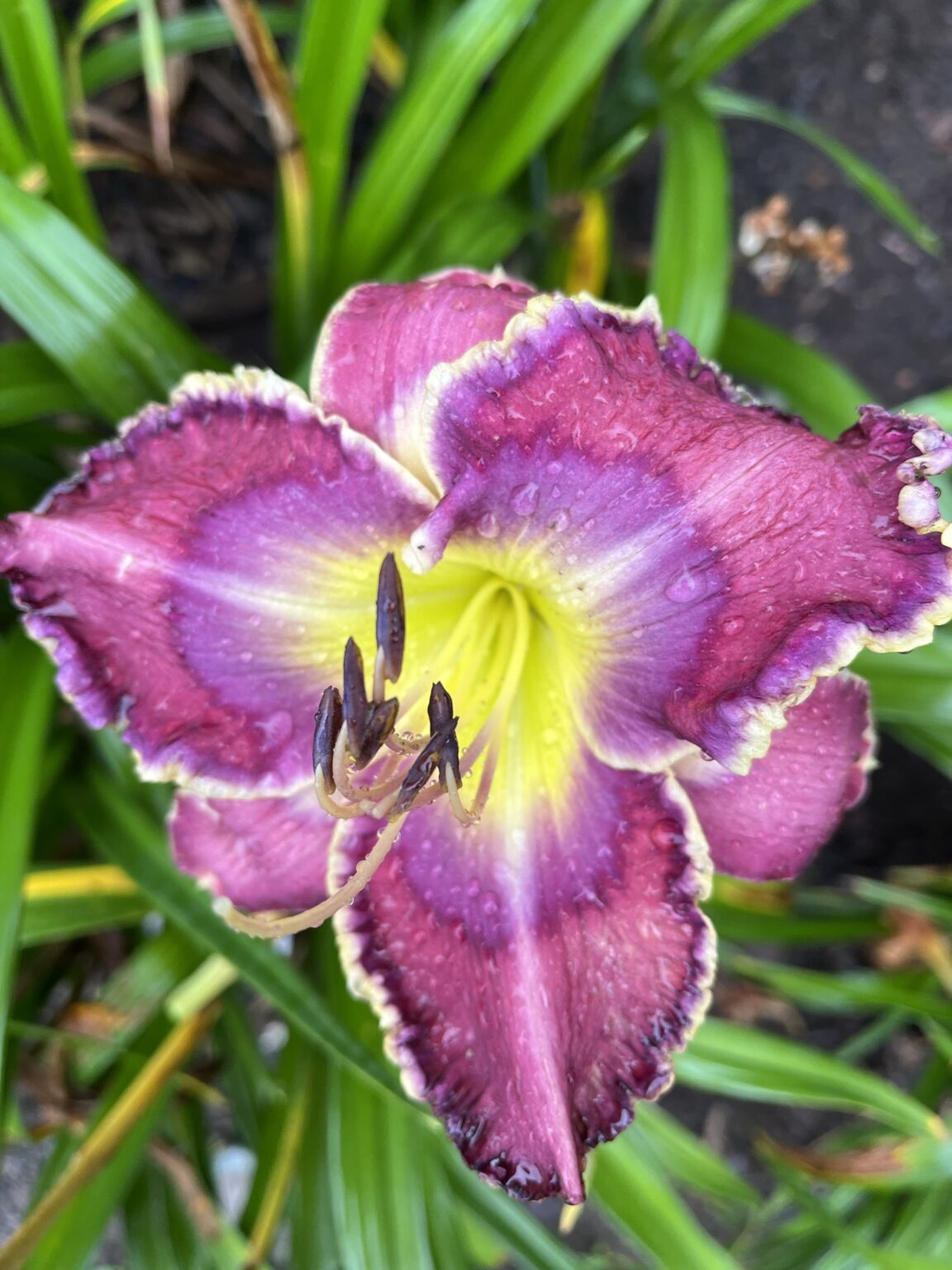 Asian Fairy Bluebird* – DISPLAY – Artemesia Daylilies