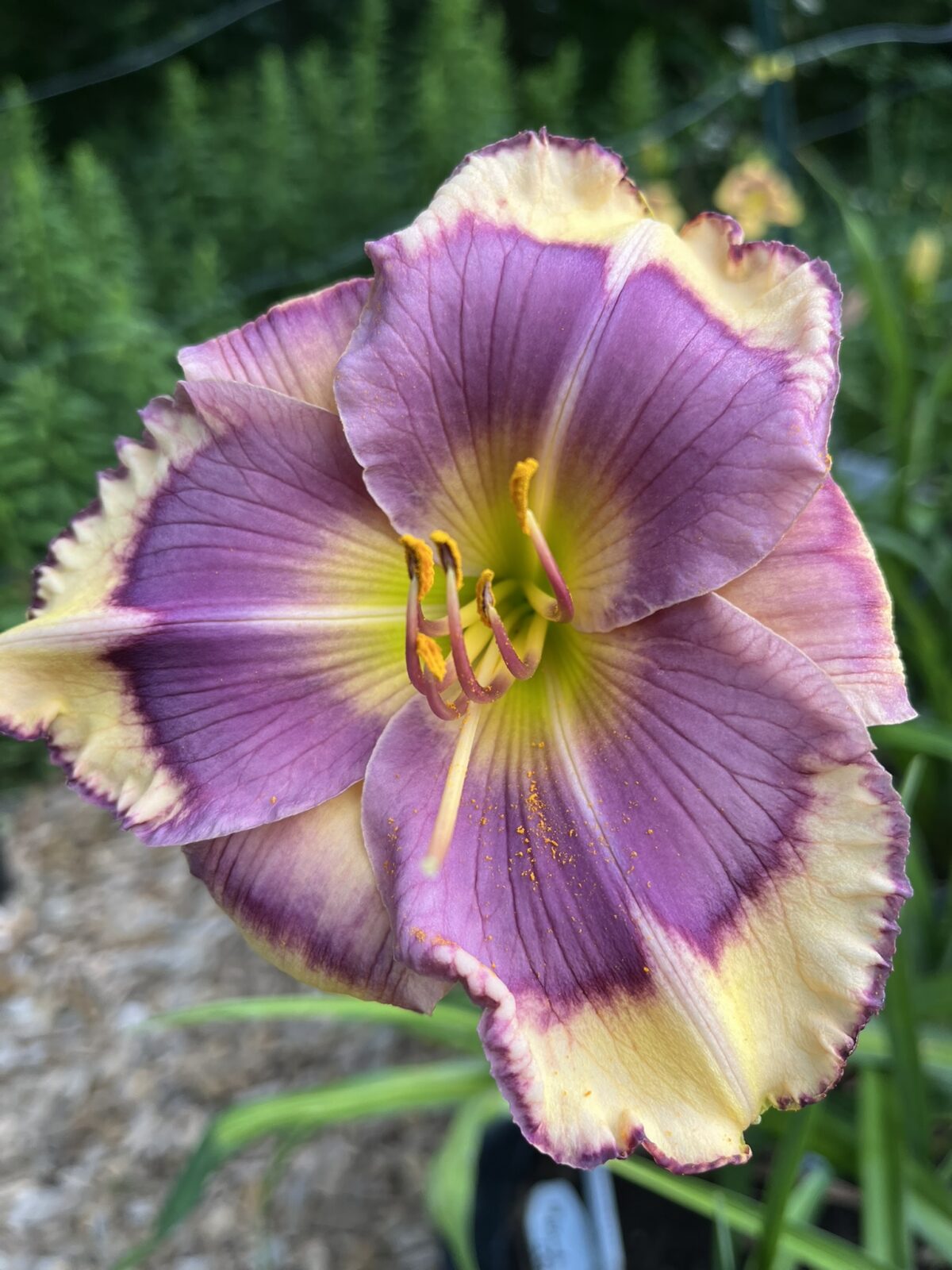 Blueberry Icing* – SF – *** WOW *** - Artemesia Daylilies