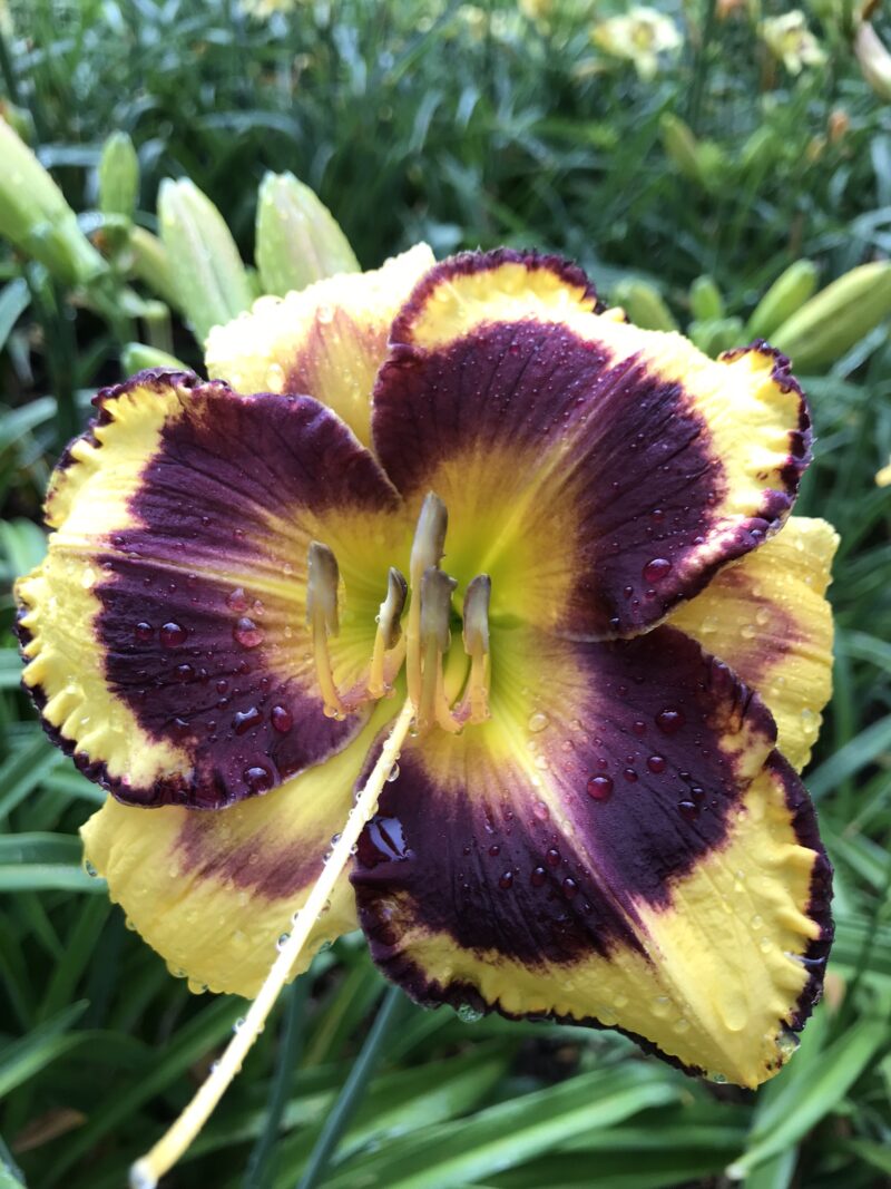 Calico Jack* - Artemesia Daylilies