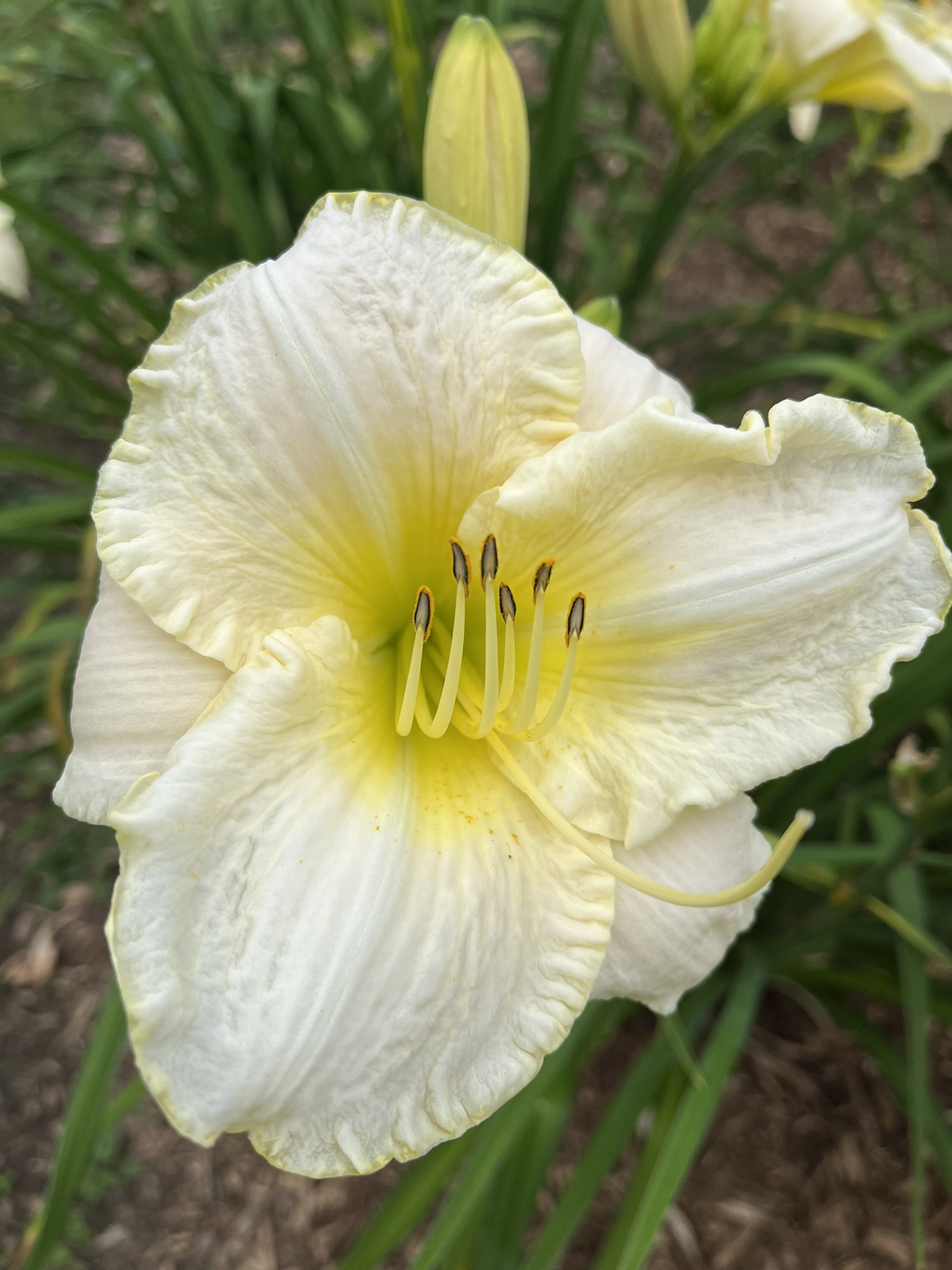 Miracle Lady* - Artemesia Daylilies