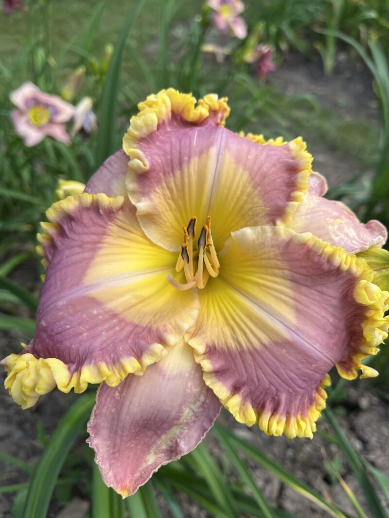 Mississippi Earl Watts* – SF - Artemesia Daylilies