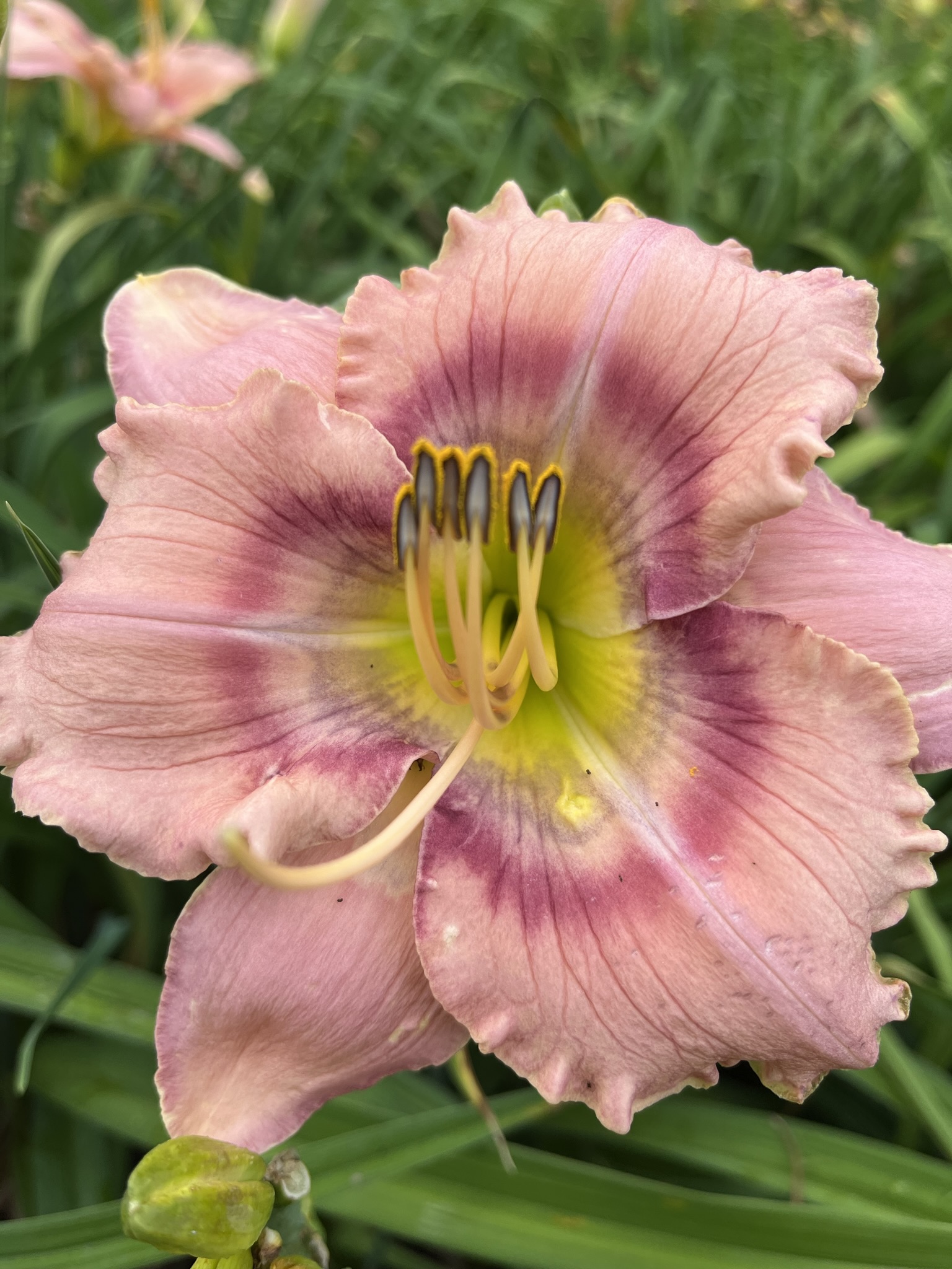 Mystical Rainbow* – Artemesia Daylilies