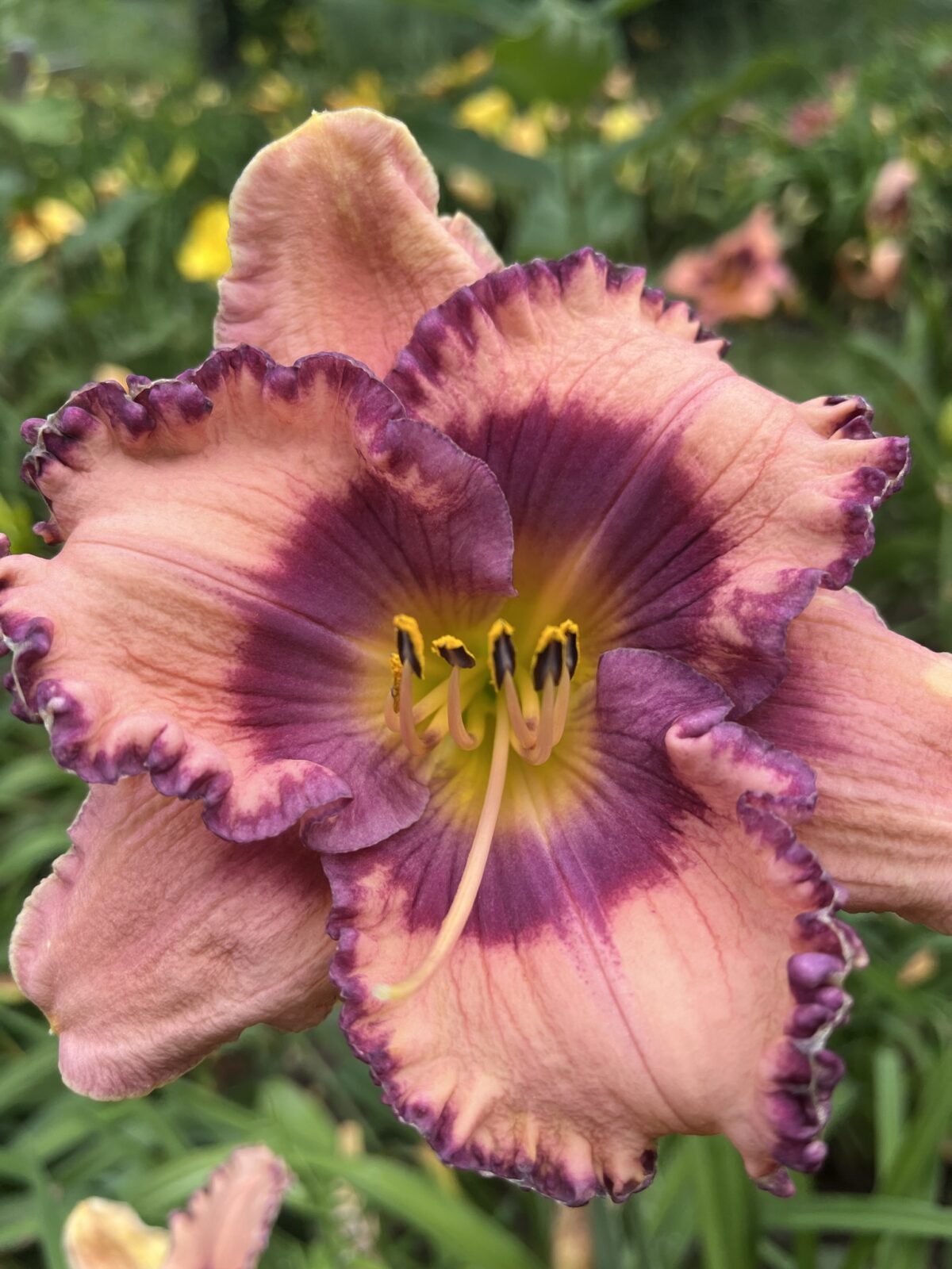 Sherry Candy* - Artemesia Daylilies