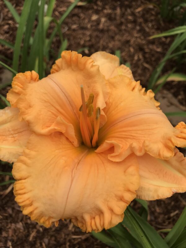 Spacecoast Citrus Kick* - Artemesia Daylilies