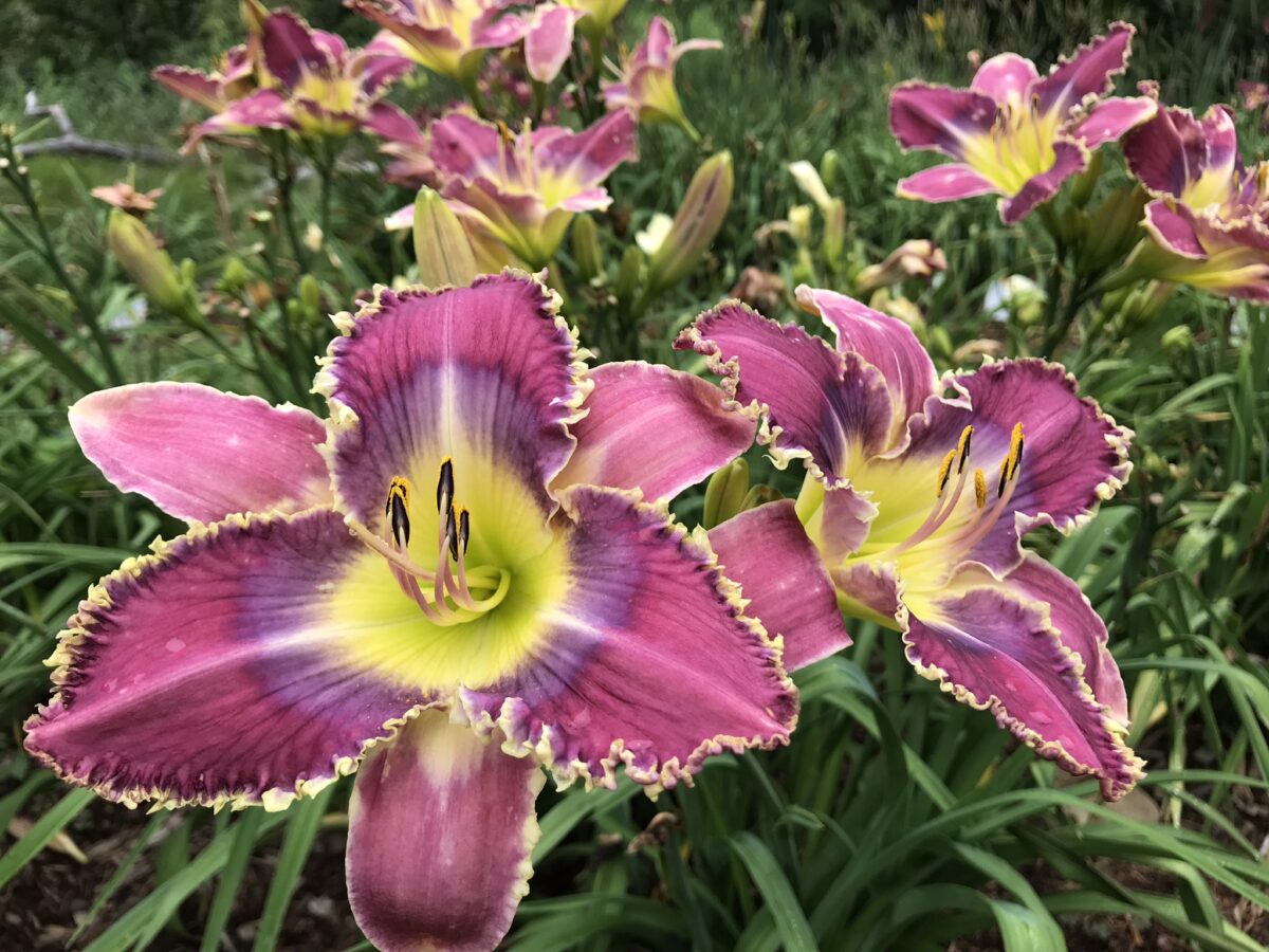 Subtle Knife* - Artemesia Daylilies