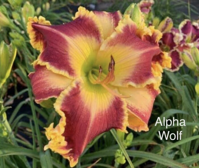 Alpha Wolf* – Display – Artemesia Daylilies