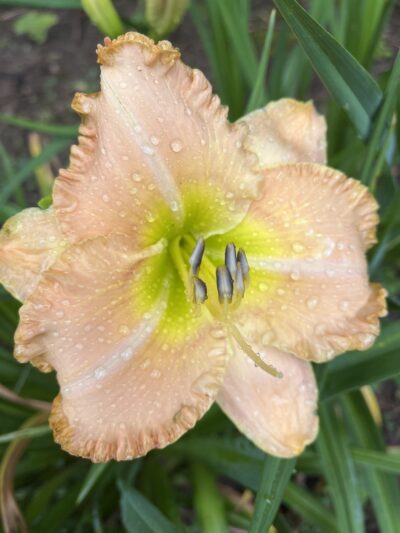 Barbara White* – Artemesia Daylilies