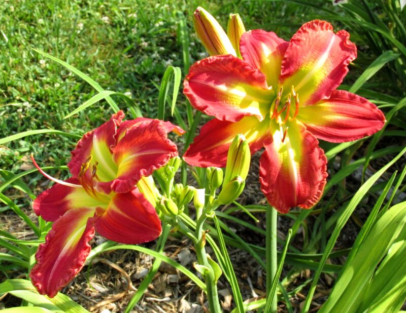 Boss Hogg Display Tet Conversion Artemesia Daylilies