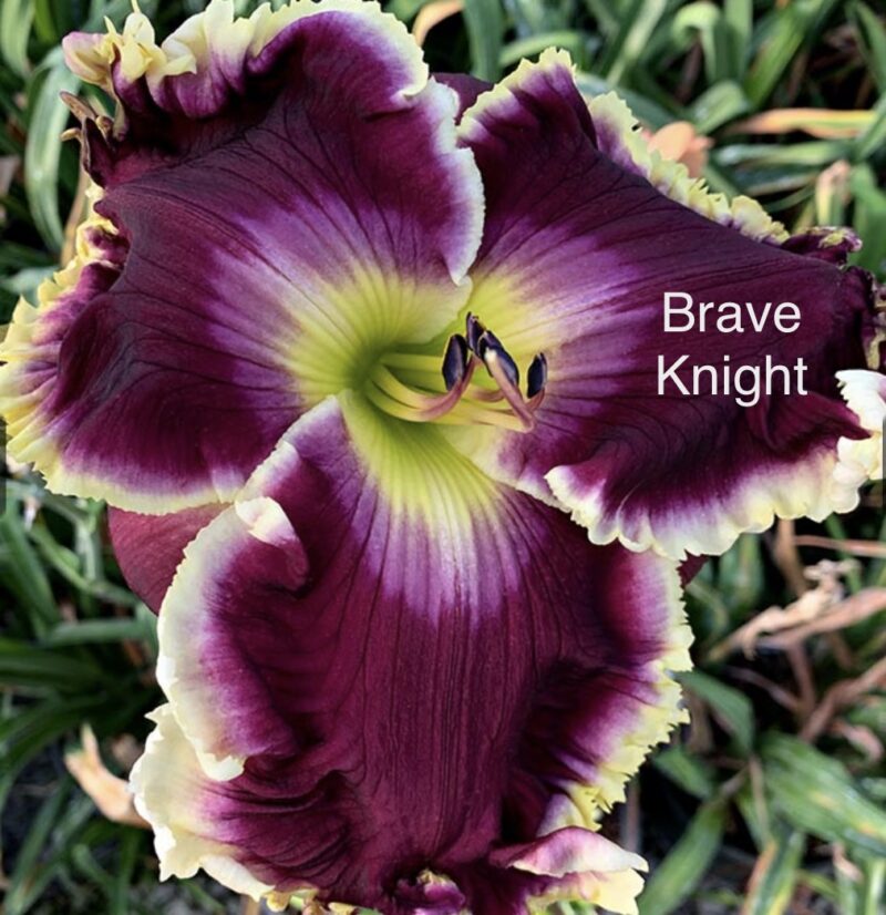 Brave Knight* – Display – Artemesia Daylilies