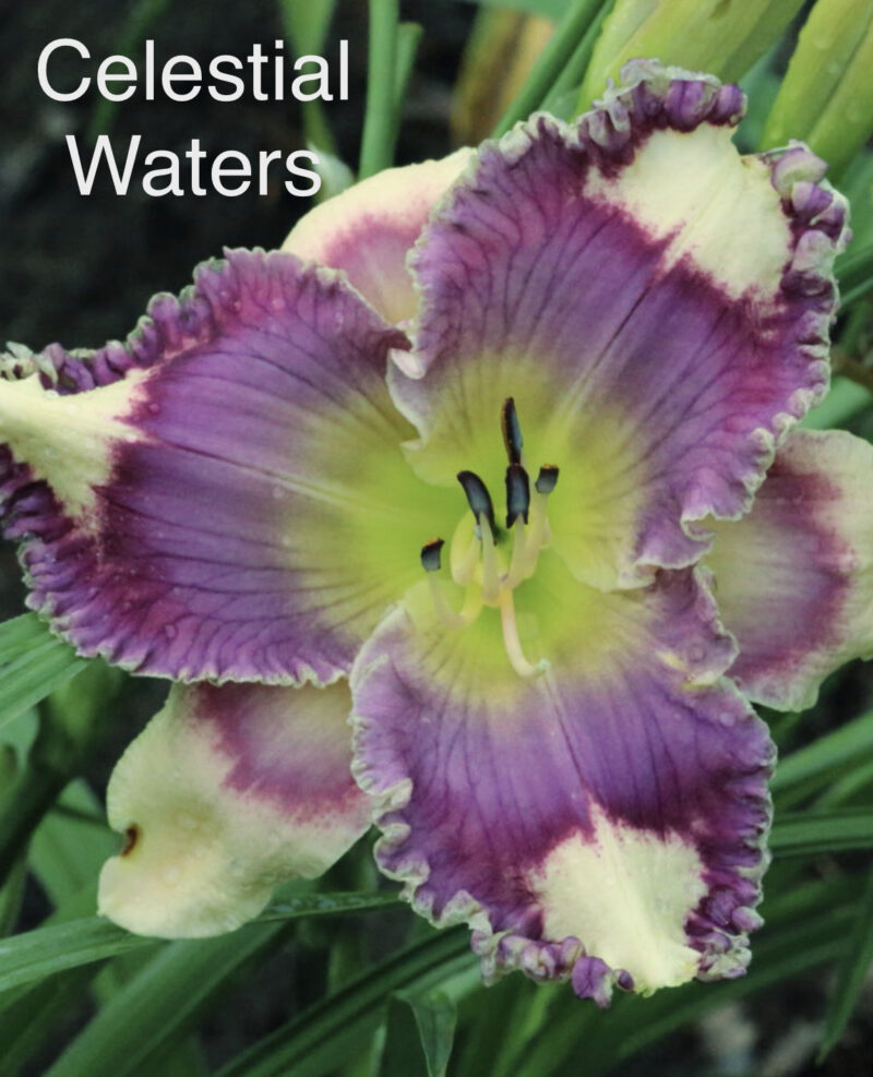 Celestial Waters* – SF – Artemesia Daylilies