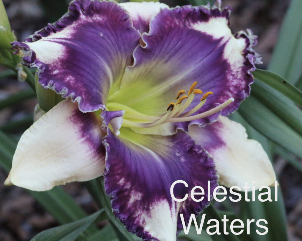 Celestial Waters* – SF – Artemesia Daylilies