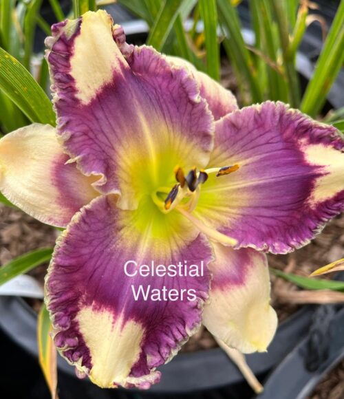 Celestial Waters* – SF – Artemesia Daylilies