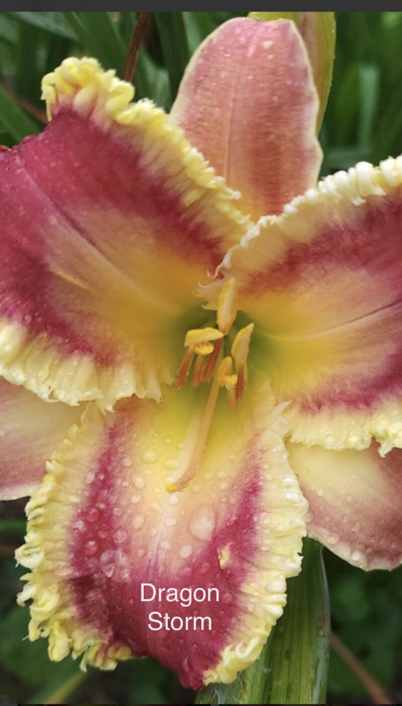 Dragon Storm Display Artemesia Daylilies