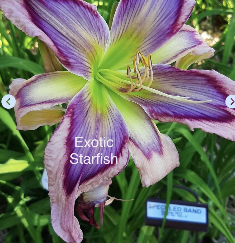 Exotic Starfish – SF - Artemesia Daylilies