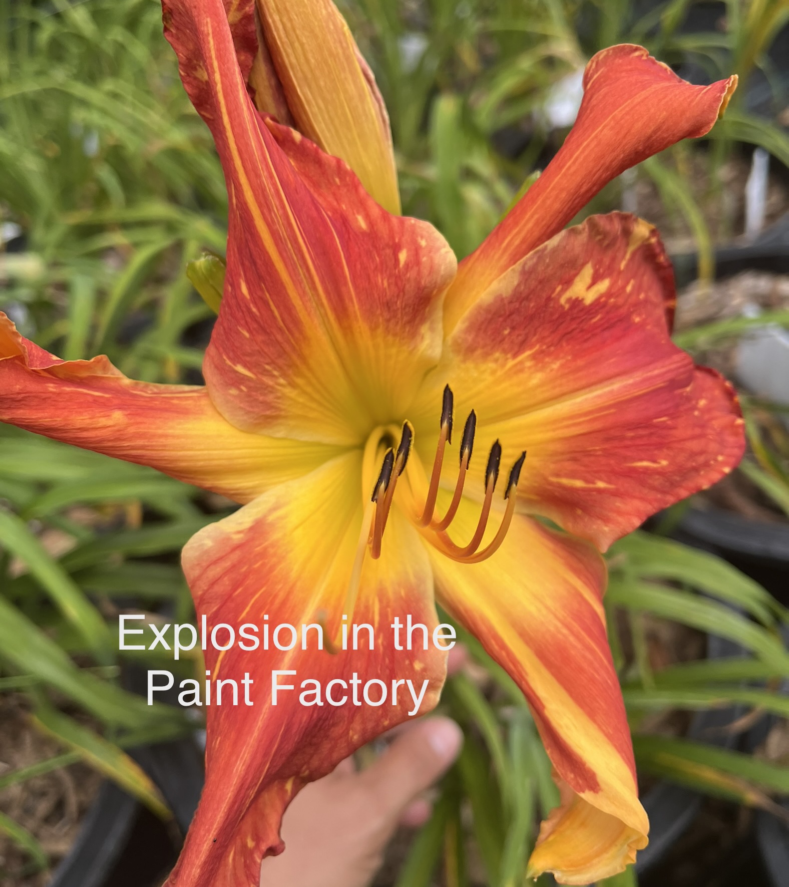 Explosion in the Paint Factory* – SF – NEW LOWER PRICE – Artemesia ...