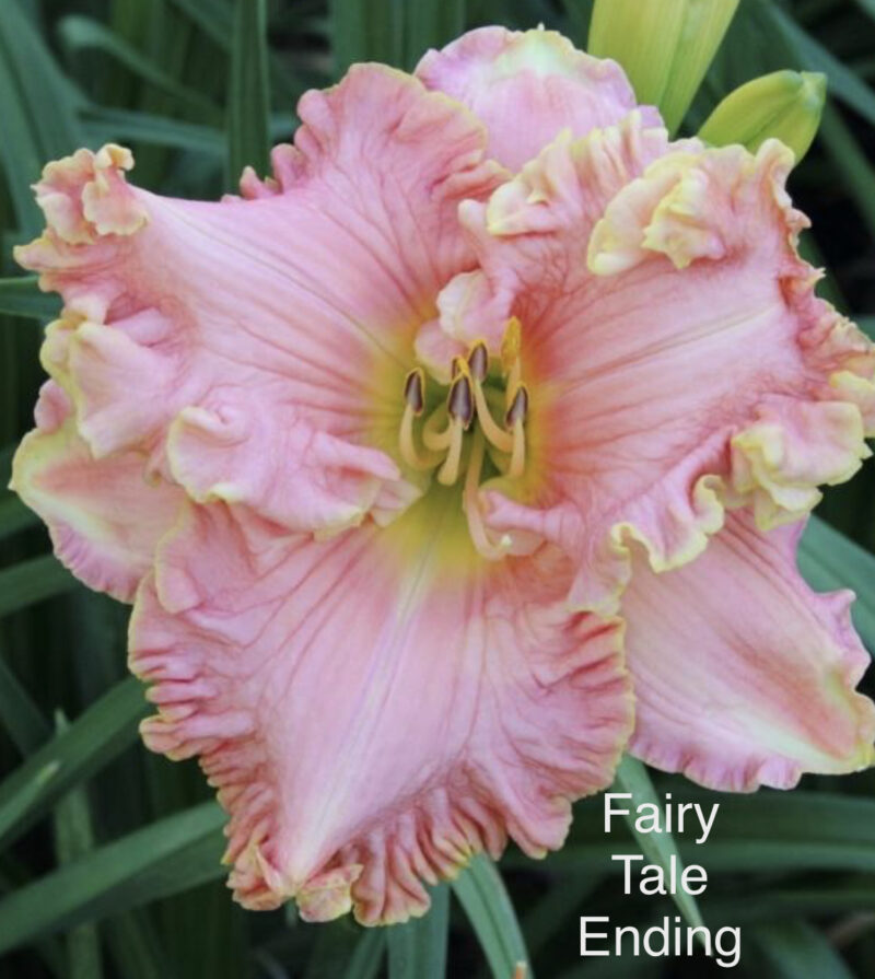 Fairy Tale Ending* – Display – Artemesia Daylilies