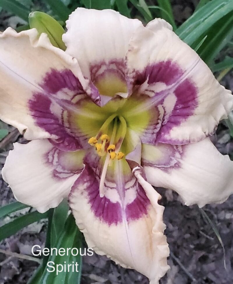Generous Spirit* – Display - Artemesia Daylilies