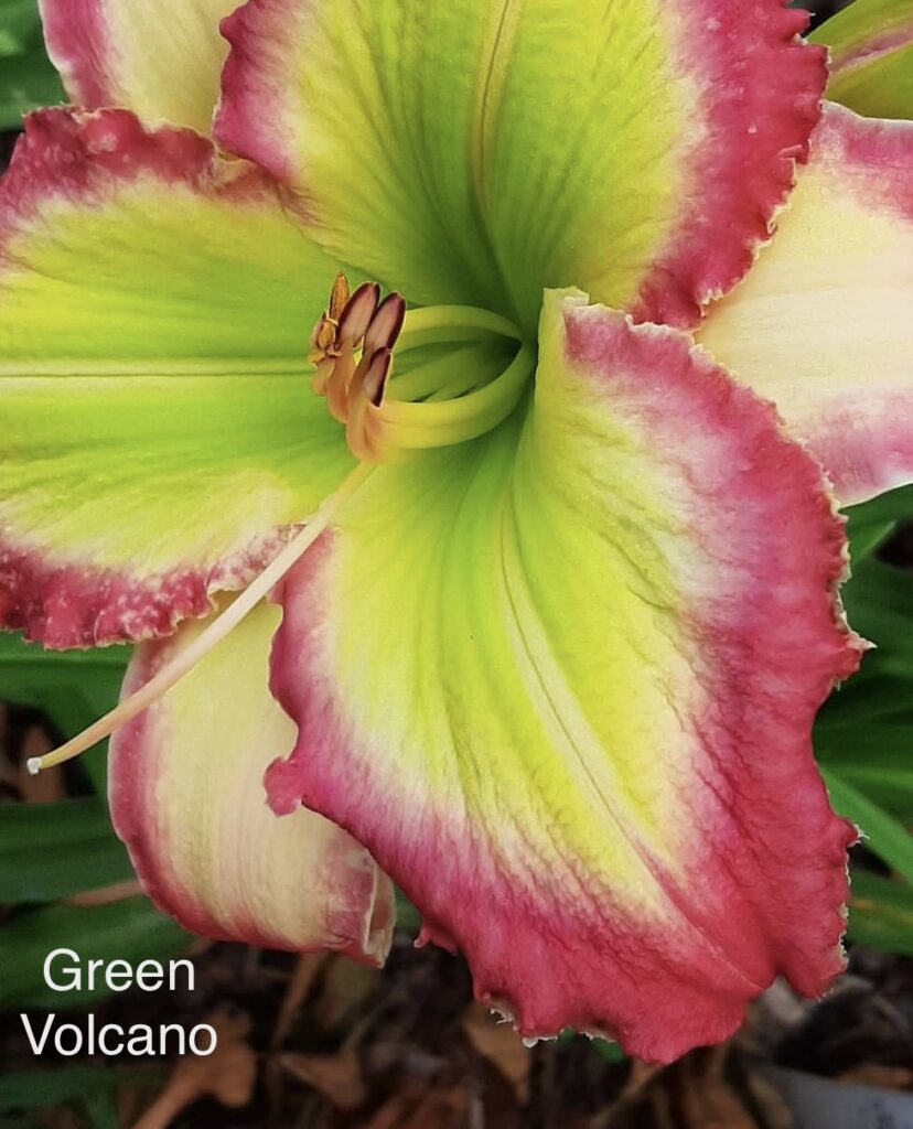 Green Volcano* – Display – Artemesia Daylilies