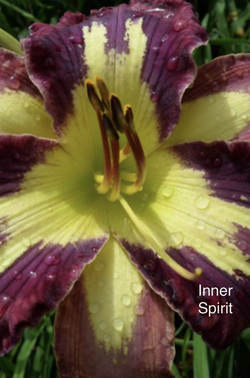 Inner Spirit* – SF – Artemesia Daylilies