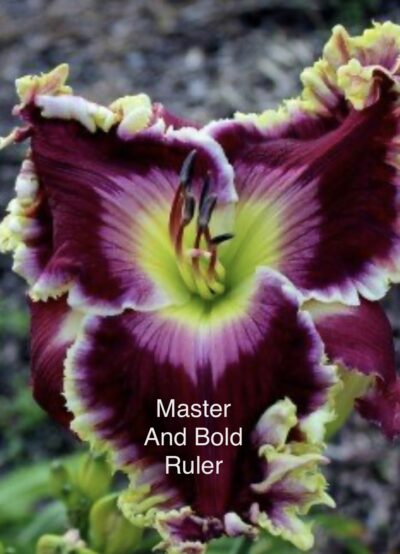 Master and Bold Ruler* – SF – Artemesia Daylilies