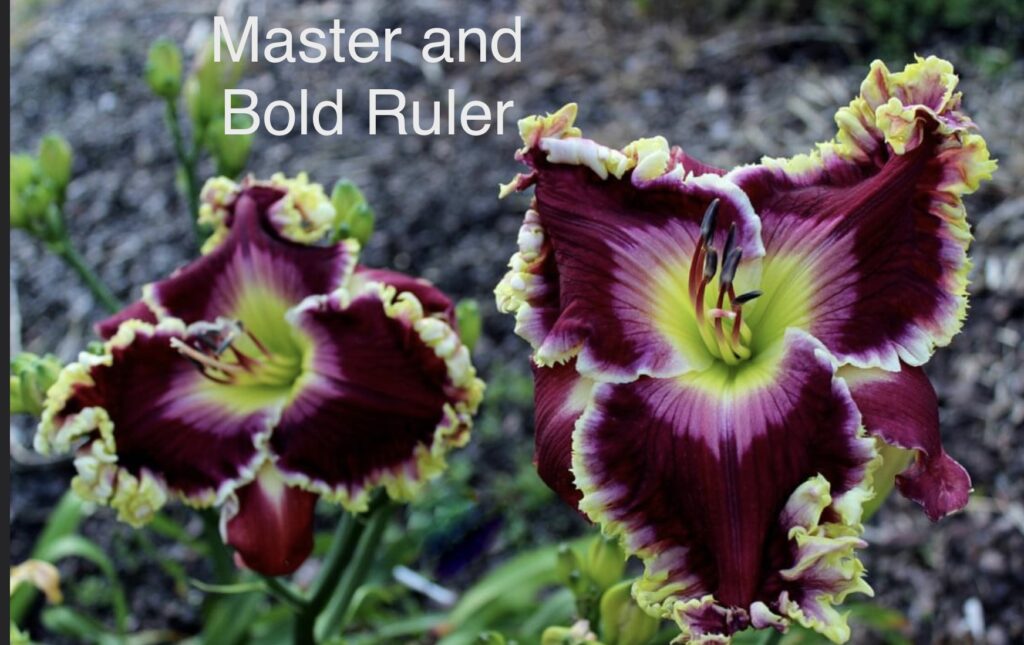 Master and Bold Ruler* – SF – Artemesia Daylilies