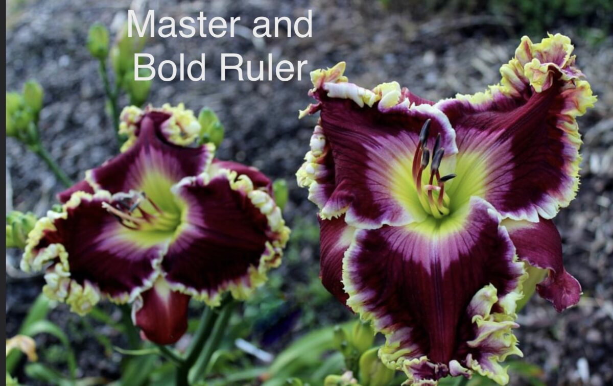 Master and Bold Ruler* – SF – Artemesia Daylilies