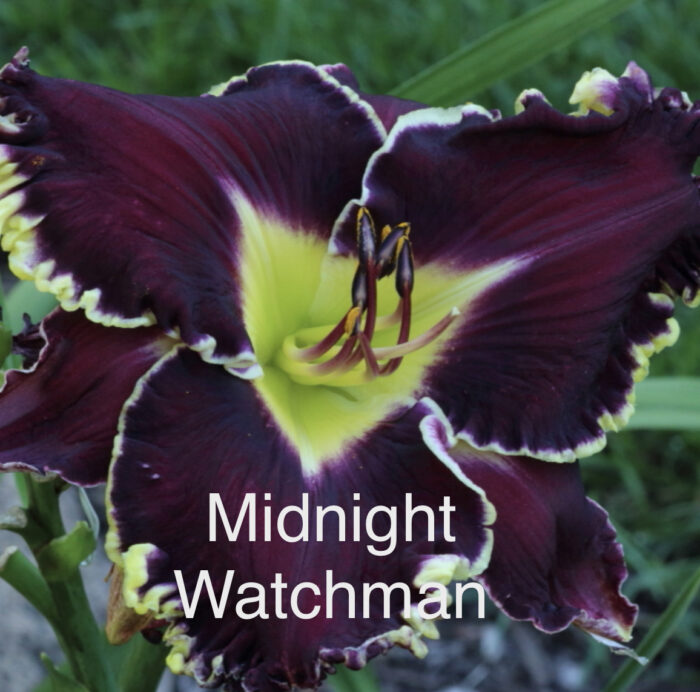 Midnight Watchman* – Display - Artemesia Daylilies