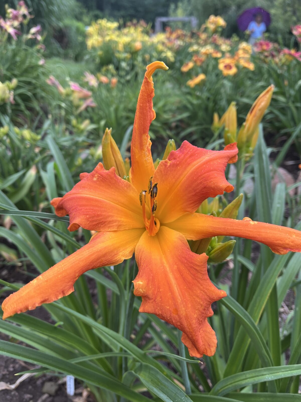 Primal Scream* – SF – STOUT MEDAL WINNER - Artemesia Daylilies